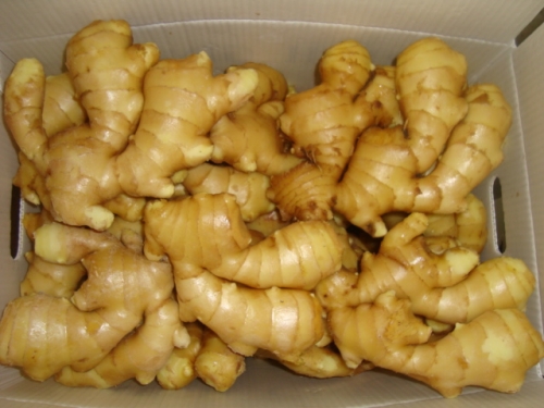 fresh ginger, China ginger